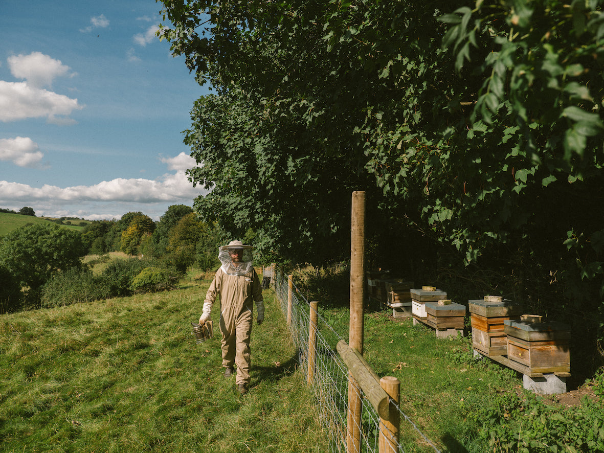 What's happening in bee hives in Spring? – Black Bee Honey